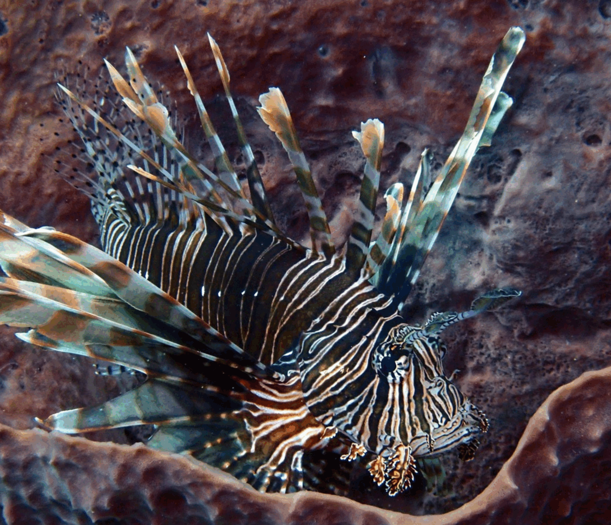 TOURS - Scuba Panamá