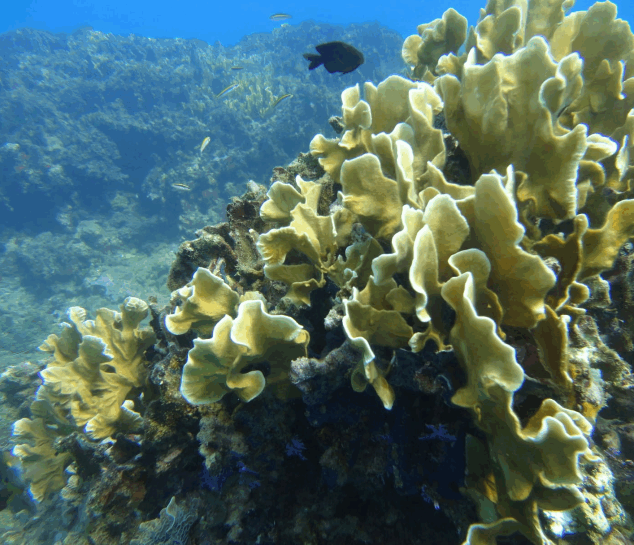 TOURS - Scuba Panamá
