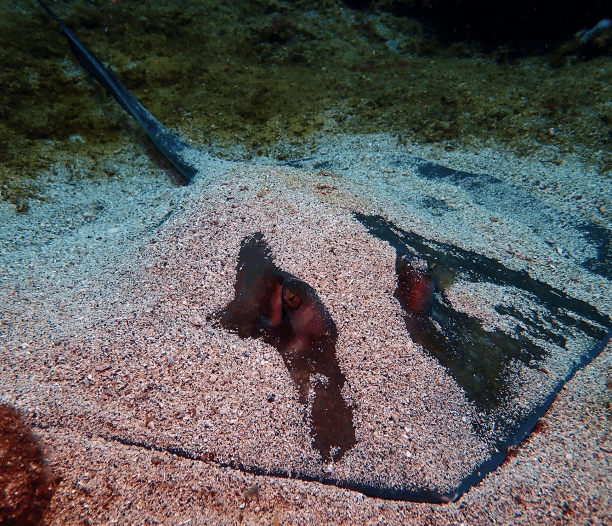 Home - Scuba Panamá