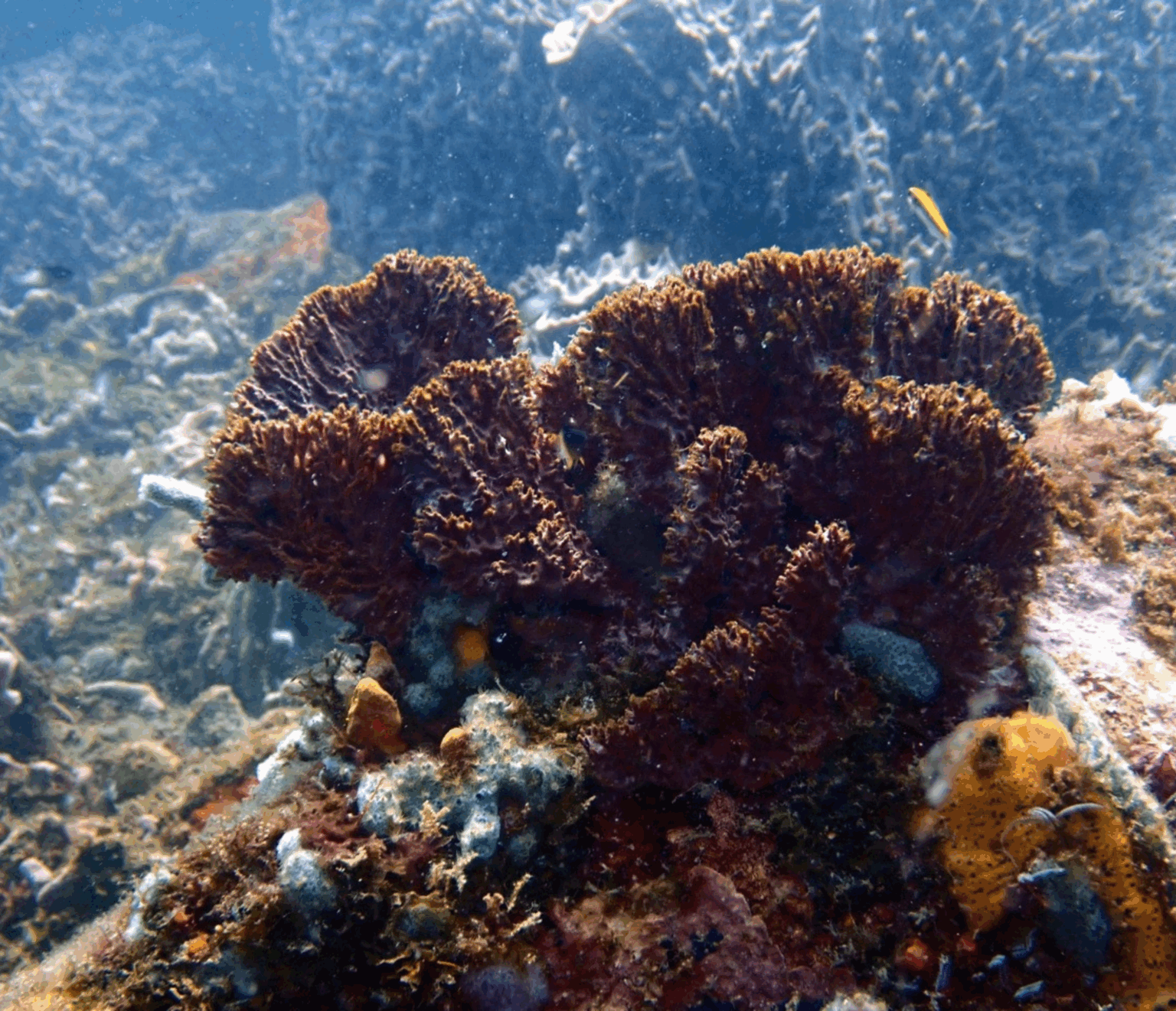 TOURS - Scuba Panamá