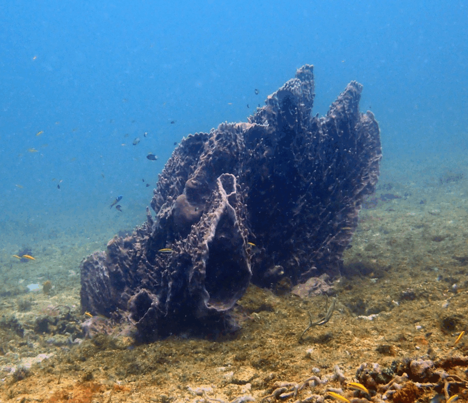 TOURS - Scuba Panamá